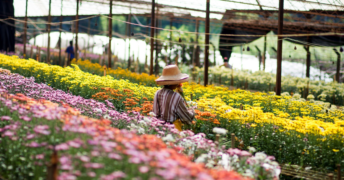 8 cidades floridas no Brasil para conhecer na primavera: é uma mais ...