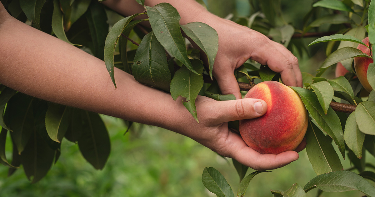 Como cultivar um pessegueiro em casa para que ele dê frutos o ano todo ...
