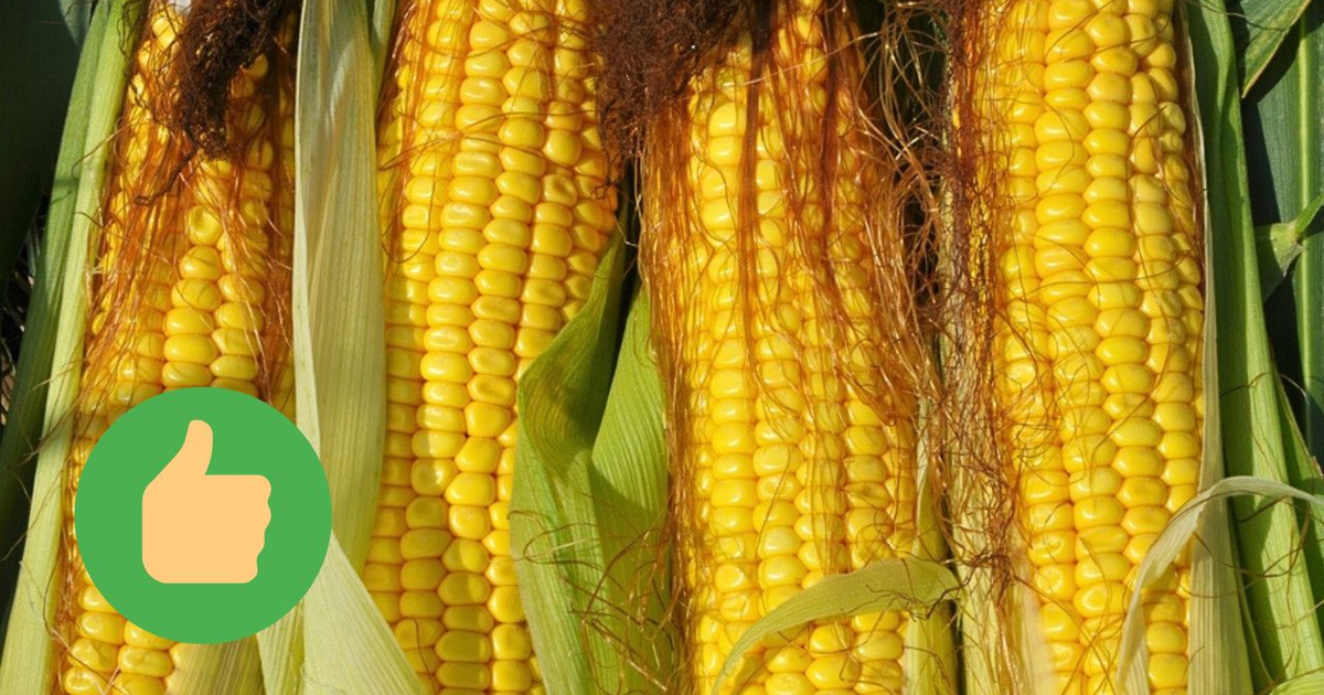 Como escolher o melhor milho no mercado ou feira, de acordo com dois ...