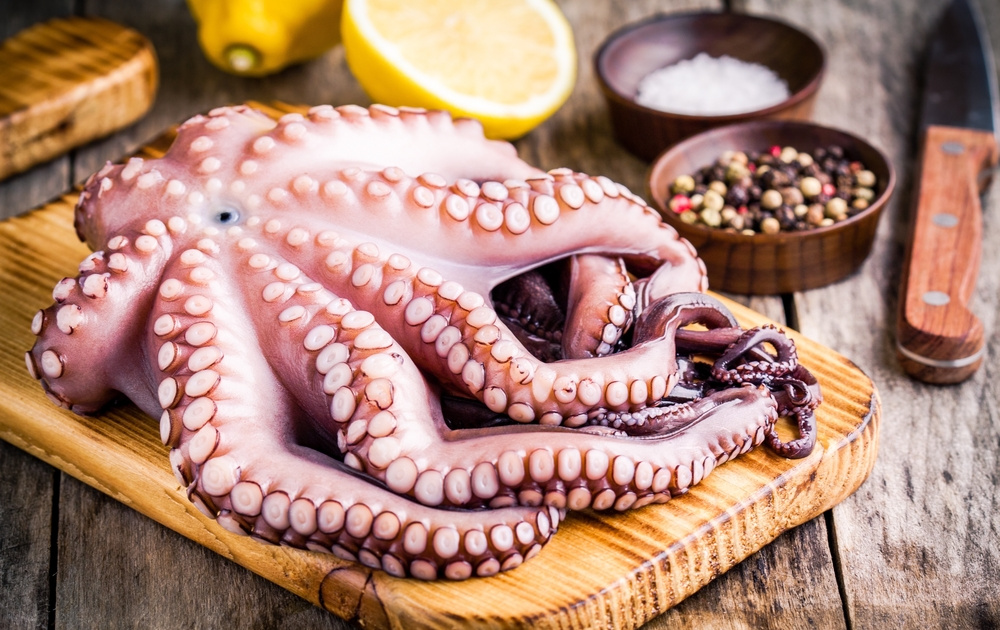 Polvo e lula: diferenças entre eles