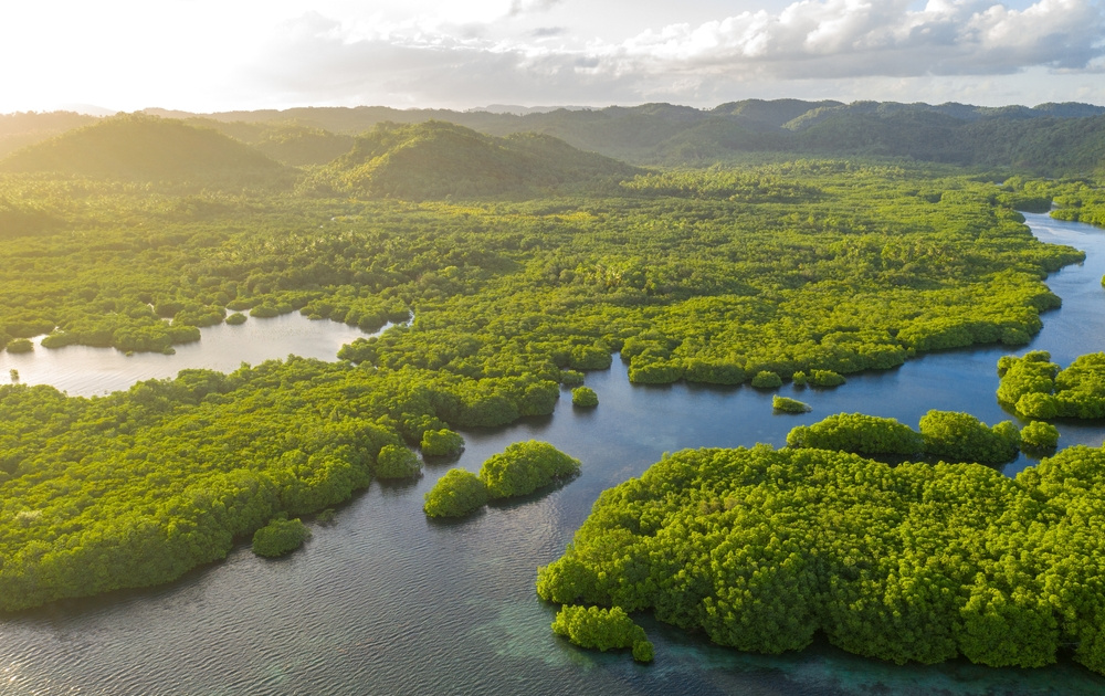 Dia da Amazônia tem festivais em 8 cidades: confira atrações e ...