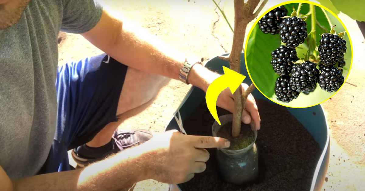 Como plantar amora em vaso: com esse passo a passo de um biólogo ficou ...