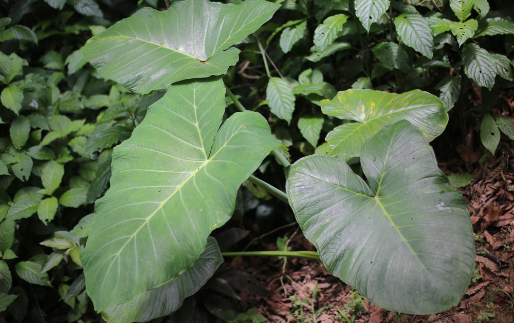 Você sabe o que são PANCs? Entenda tudo sobre as plantas alimentícias ...