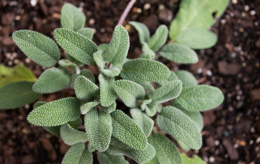 Sálvia, como e onde usar