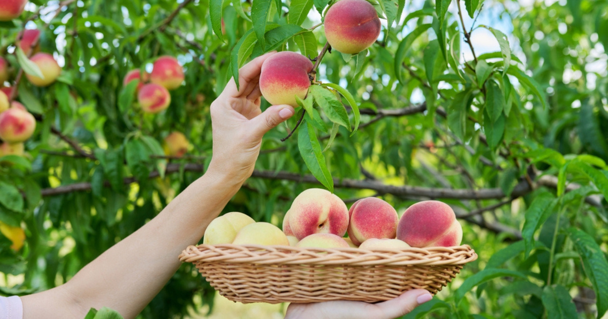 Com atenção aos detalhes, qualquer pessoa pode transformar um simples ...