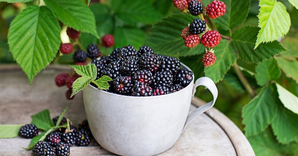 Amora está cara? Aprenda como cultivar em casa e sempre ter essa ...