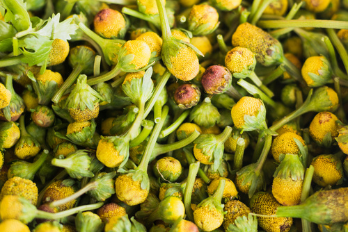 Jambu: confira os benefícios para a saúde