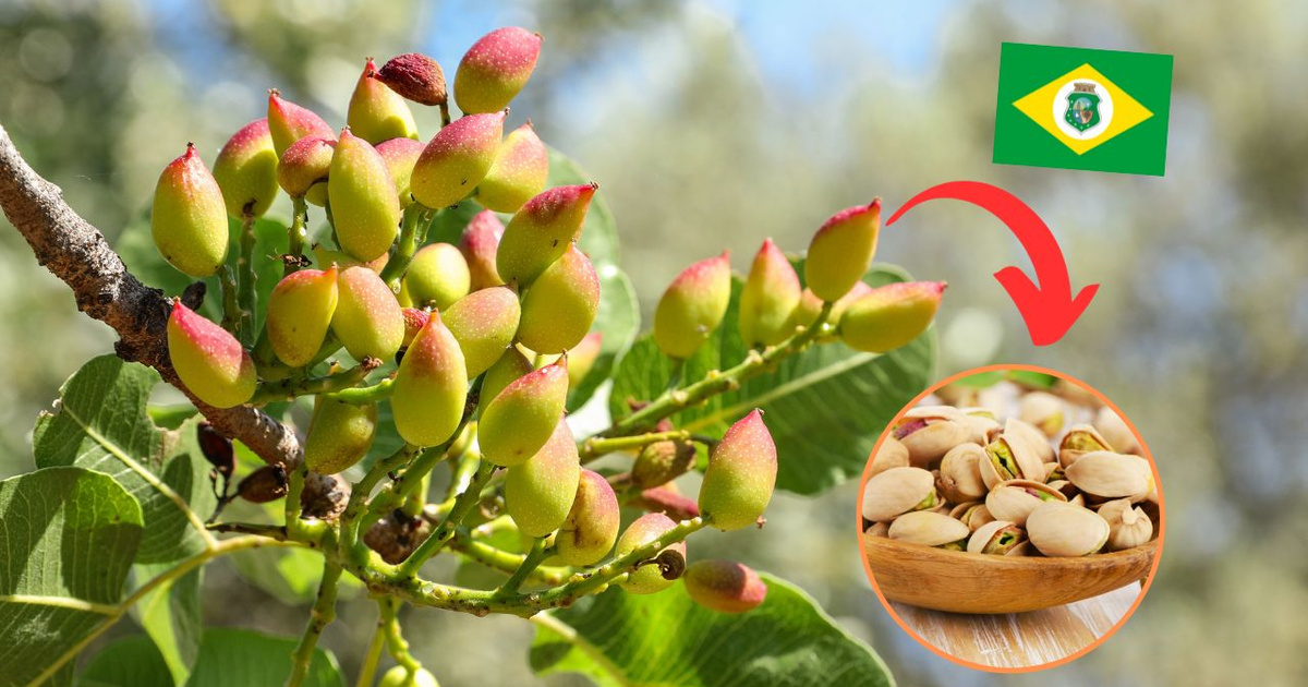 Cultivo De Pistache Fertilización Del Pistacho: Consejos Y Nutrientes