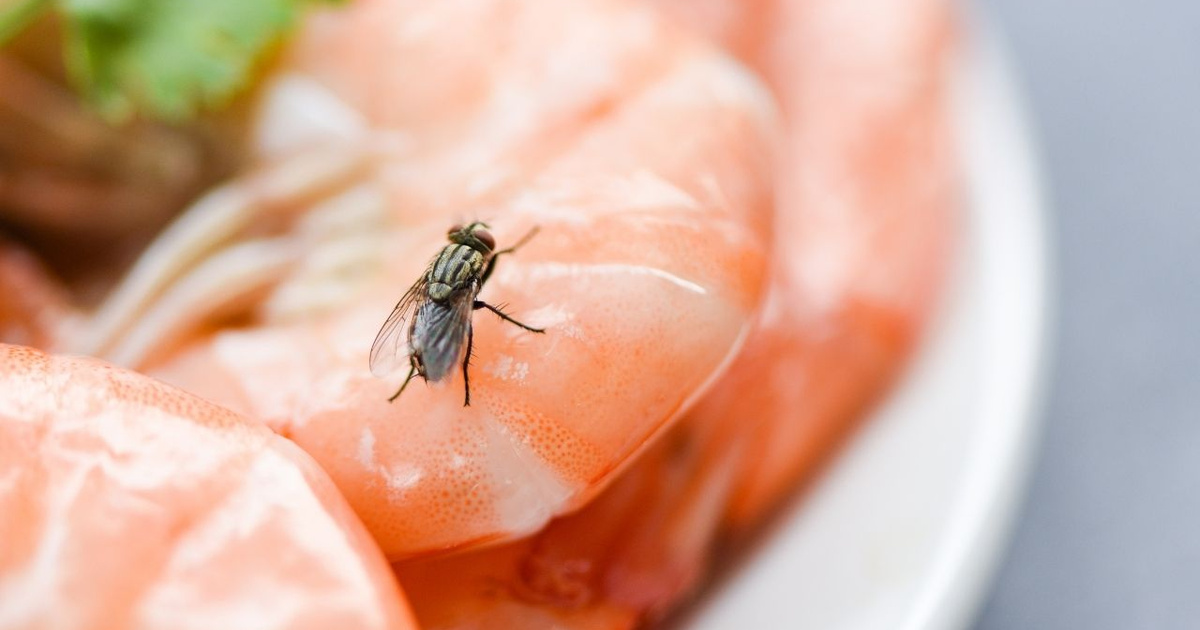 Mosca pousou na comida e agora? Preciso jogar tudo fora ou não tem ...
