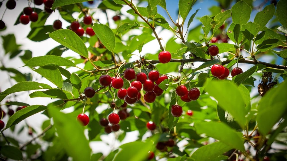 Como plantar caroços de cereja para ter sua própria cerejeira frutífera ...