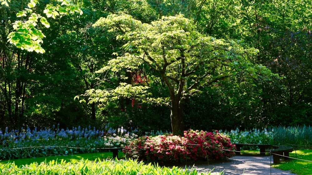 Você quer sombra no seu jardim em pouco tempo? Esta árvore cresce muito ...