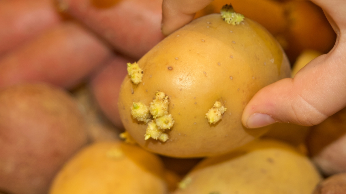É possível comer batatas com brotos ou elas devem ser descartadas? Um ...