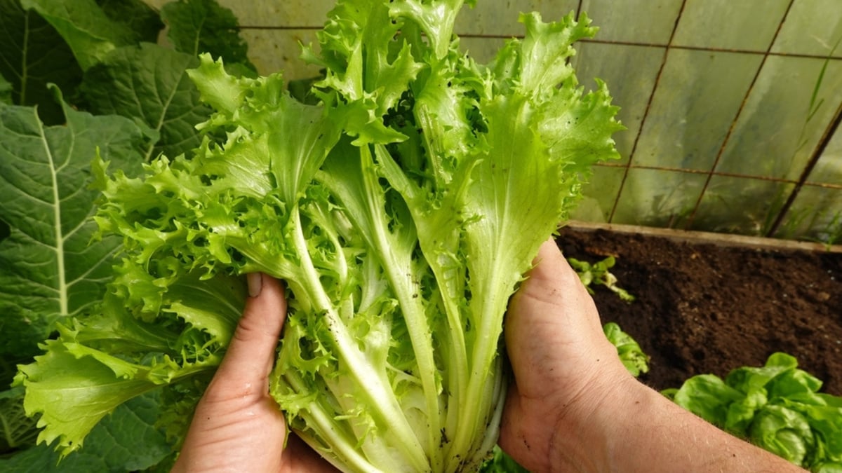 Catalonha: o que é e como consumir esse ingrediente repleto de ...