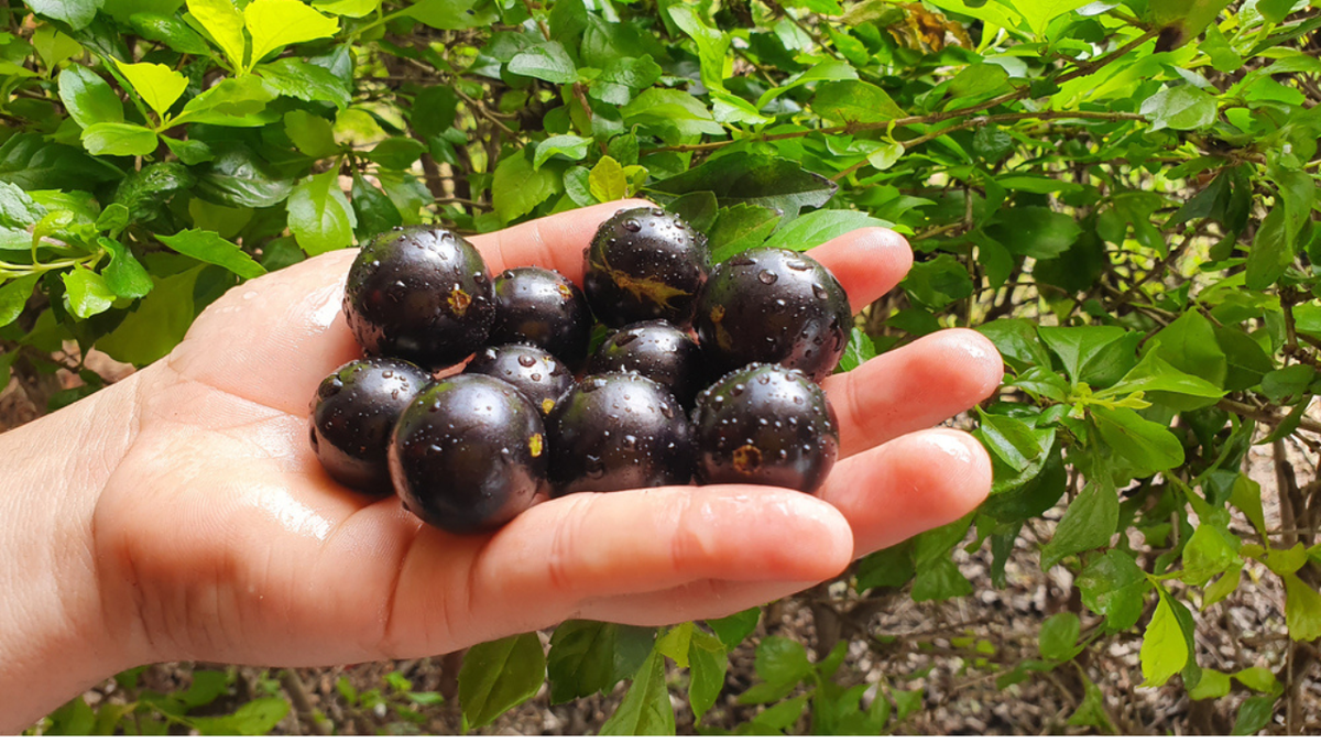 Como plantar jabuticaba em um vaso? É mais fácil do que você pode ...