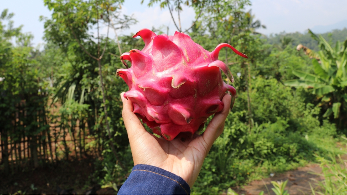 Já pensou em plantar pitaya em casa? Essa fruta rosa chama a atenção ...