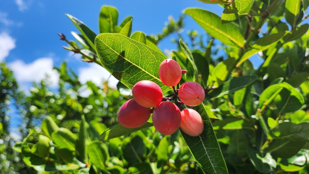 Essa é a fruta mais doce do mundo e existe um motivo: ela muda o sabor ...