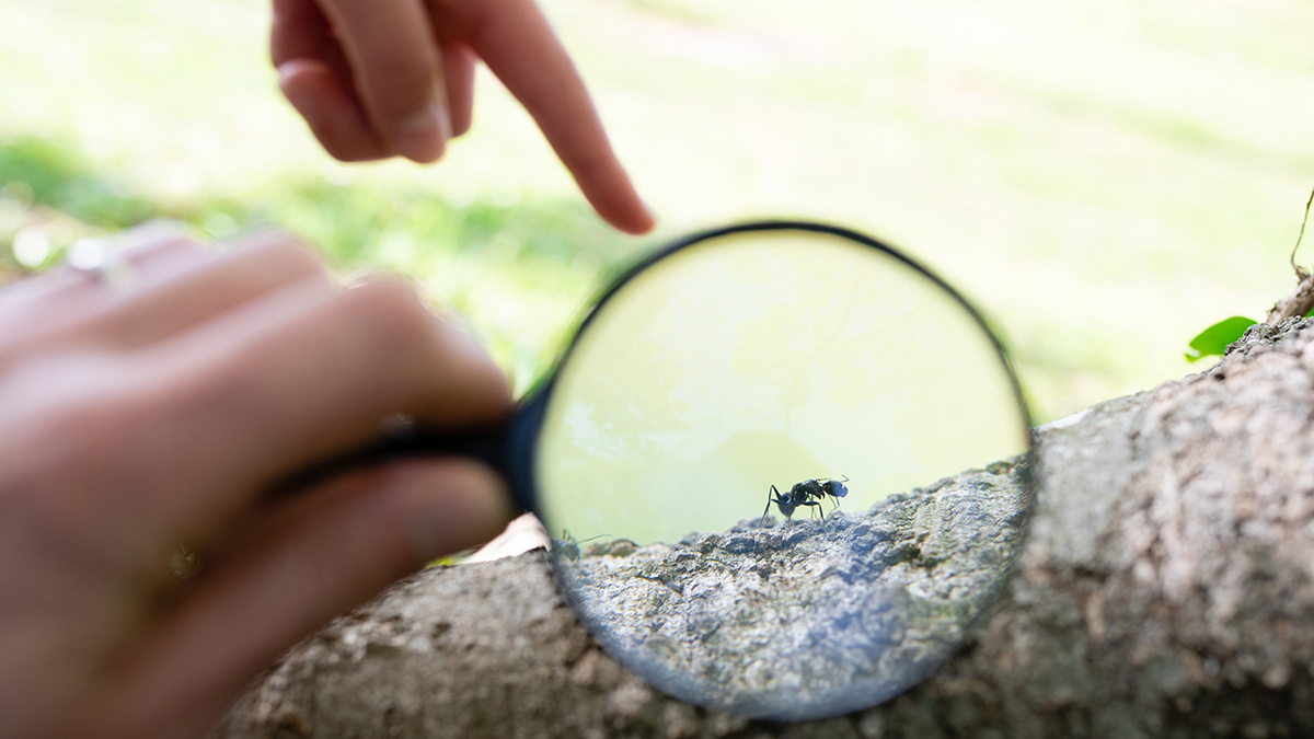 Dizem que comer formiga é bom pra vista, mas o que a ciência diz ...