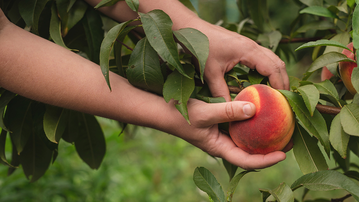 Como cultivar um pessegueiro em casa para que ele dê frutos o ano todo ...