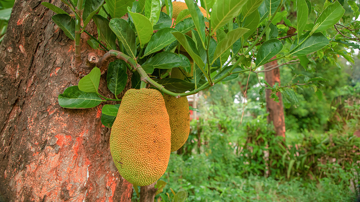 Maior fruta de árvore do mundo, a jaca impressiona no tamanho e nos ...