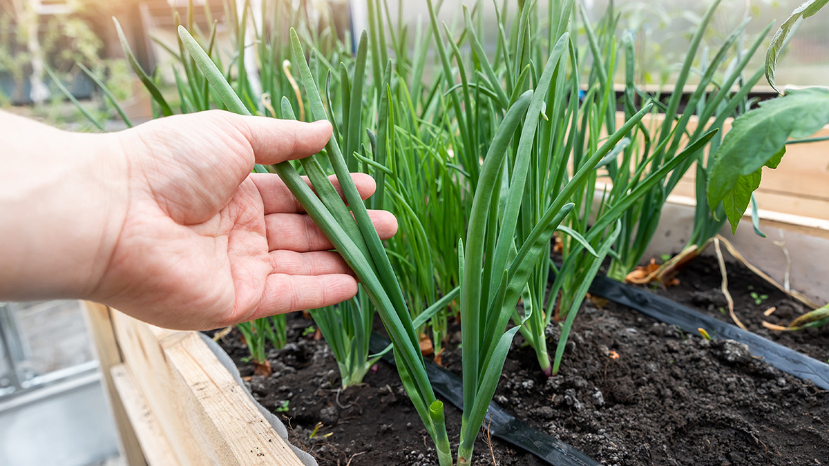 Tenho sempre cebolinha fresca em casa depois que aprendi o truque para ...
