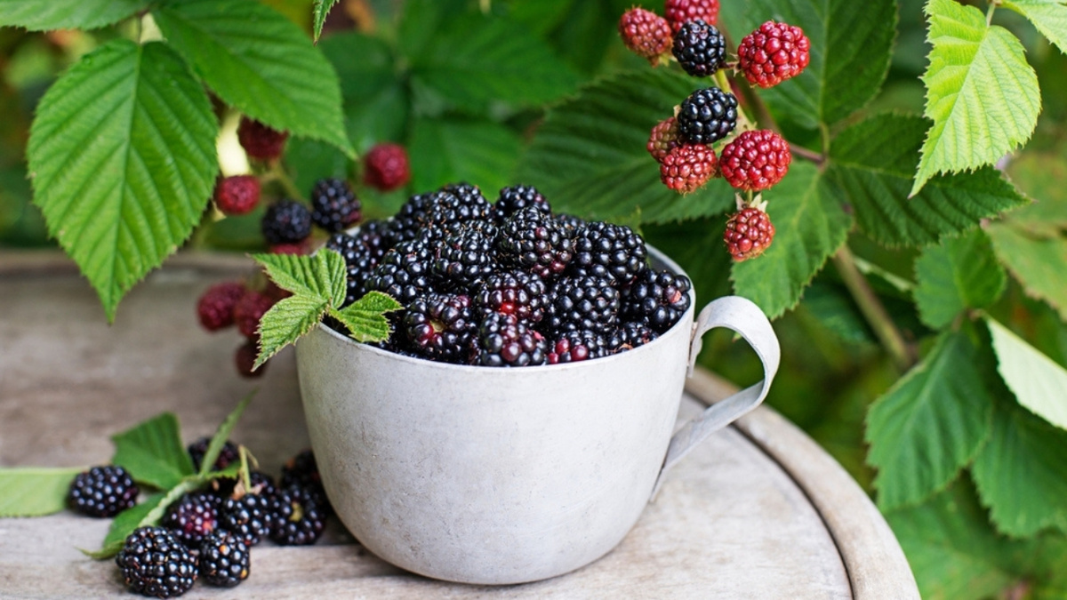 Amora está cara? Aprenda como cultivar em casa e sempre ter essa ...