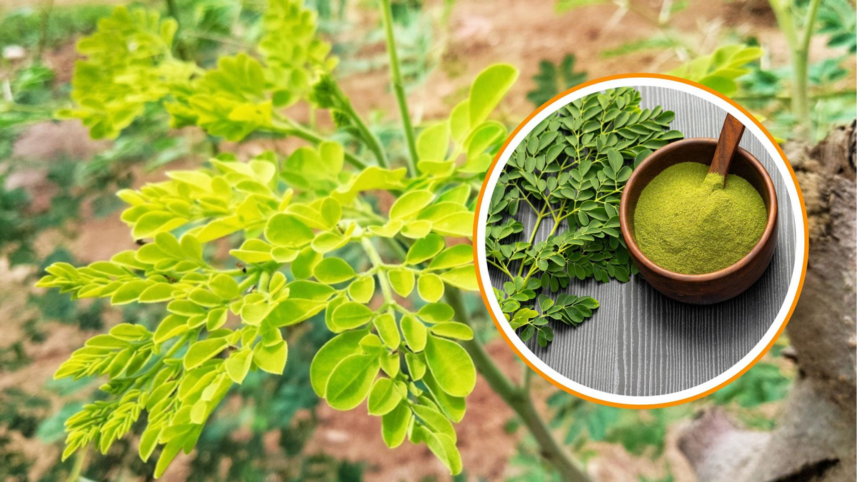 Conheça a moringa, planta poderosa que protege o fígado, imunidade e ...