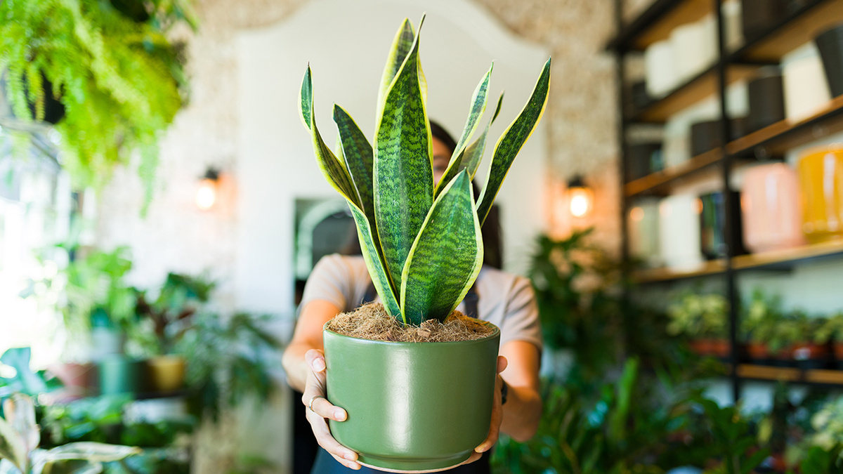 Xô mau-olhado! Essas são as 5 plantas que vão proteger sua casa contra ...