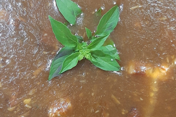 Receita de Molho Roti, enviada por stillo próprio gourmet - TudoGostoso