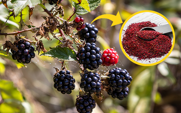 Benefícios do pó de amora: veja como fazer e consumir fruto e folha do ...