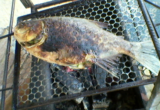 Receita de Pacu na churrasqueira, enviada por maximiliano souza bizarro ...