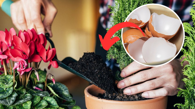 Os incríveis benefícios da casca de ovo para as plantas: aprenda como ...