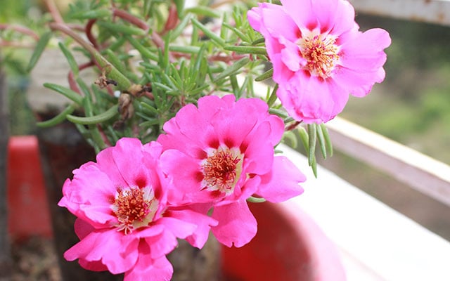 A planta perfeita até para aqueles que desistiram de cultivar qualquer ...