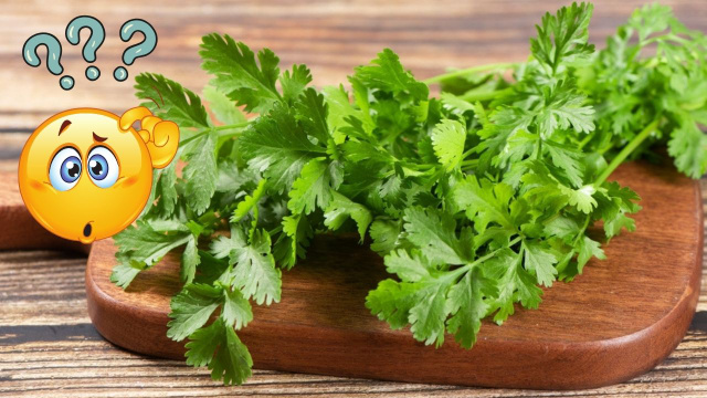 Essa é para quem não sabe diferenciar coentro de salsinha: como ...